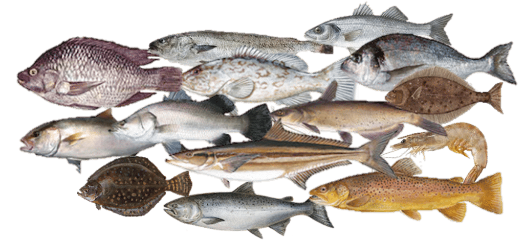 Finest hatchery & nursery solutions for fish and shrimp | BernAqua
